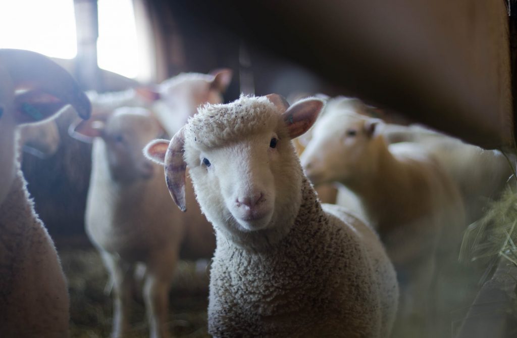 6 Of The Best Hobby Farm Animals For Beginners 6-of-the-best-hobby-farm-animals-for-beginners